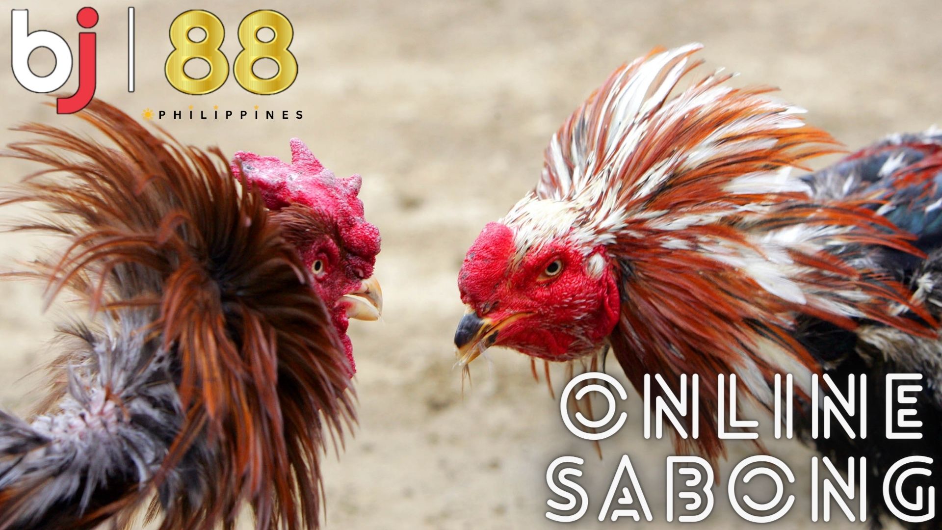 BJ88 Philippines: Delve into the rich history and traditions of sabong ...