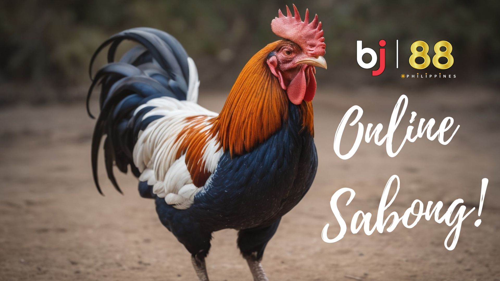 BJ88's Latest Sabong Concept: A Game-Changer. - BJ88 Philippines